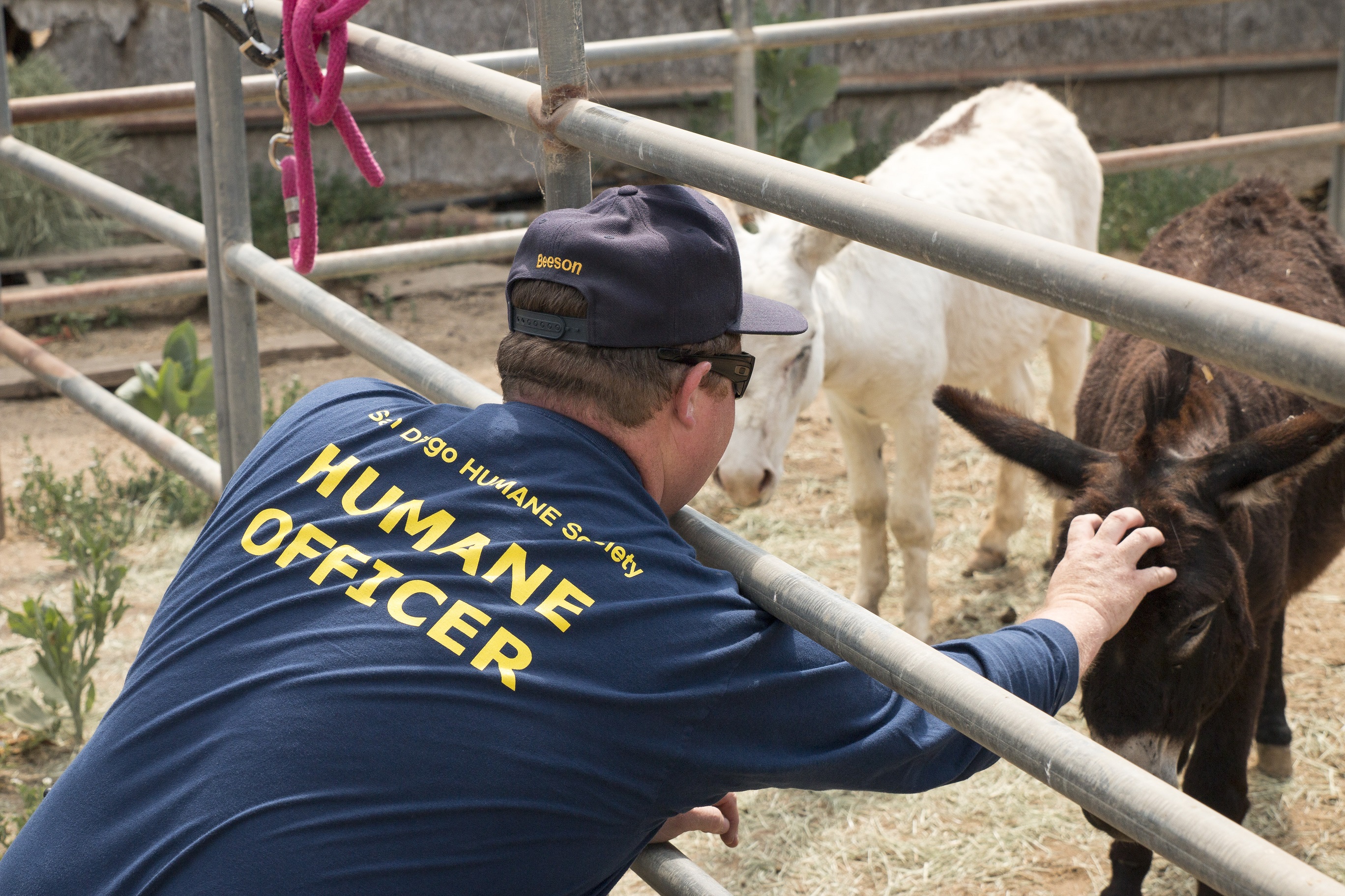 Humane Law Enforcement | San Diego Humane Society Humane Law Enforcement | San Diego Humane Society